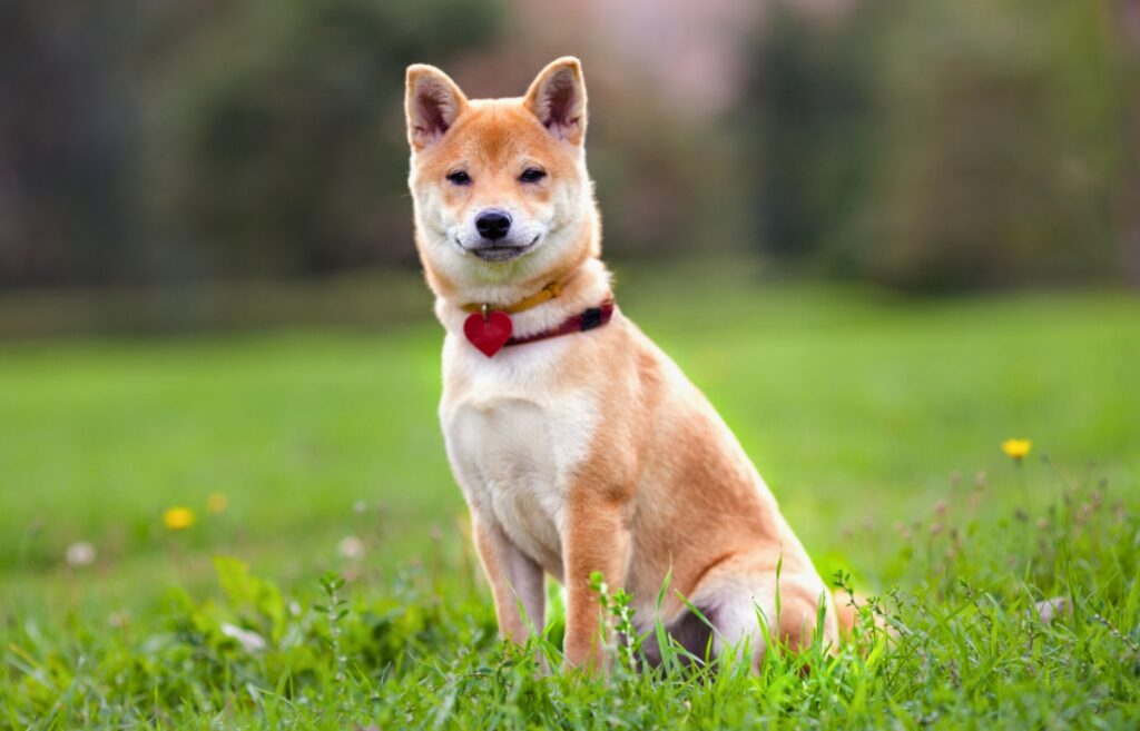 9 Most Timid Dog Breeds For A Peaceful Household - Avesei.com