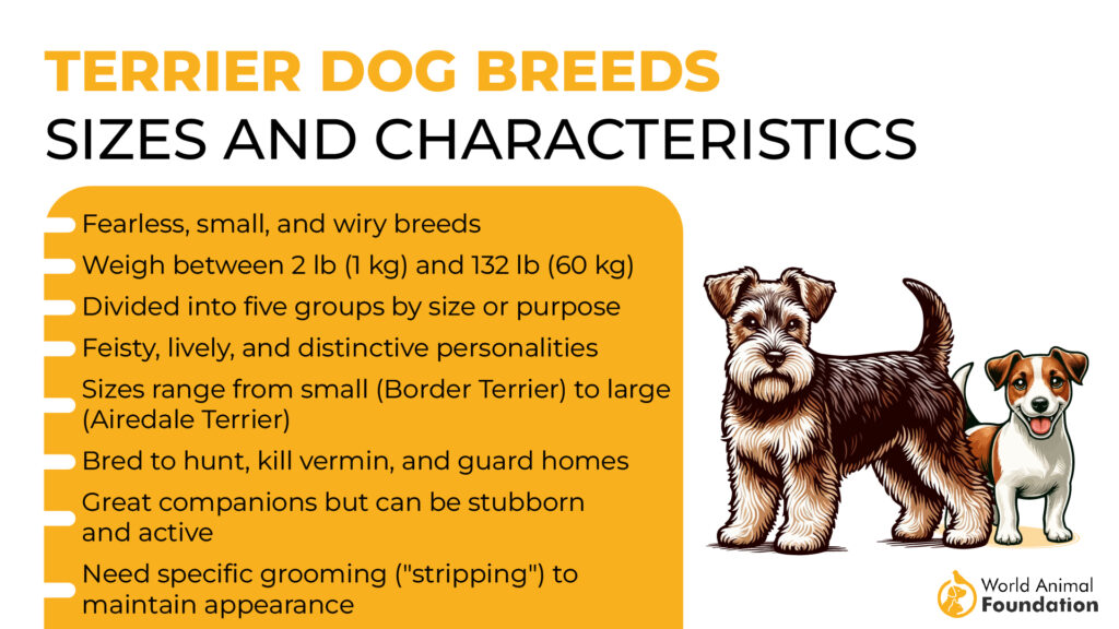 10 Types Of Terrier Dogs You Should Know - Inhenocha.com