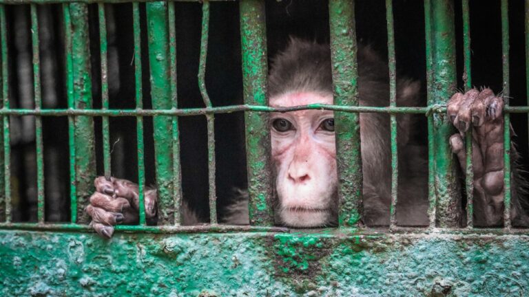 Animal Cruelty Statistics & Animal Abuse Facts 2025