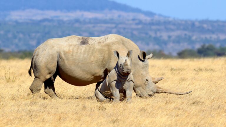 Poaching Statistics 2025 – Global Facts, Trends & Impact
