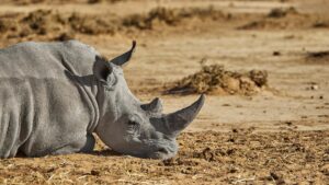 Poaching Statistics 2025 – Global Facts, Trends & Impact
