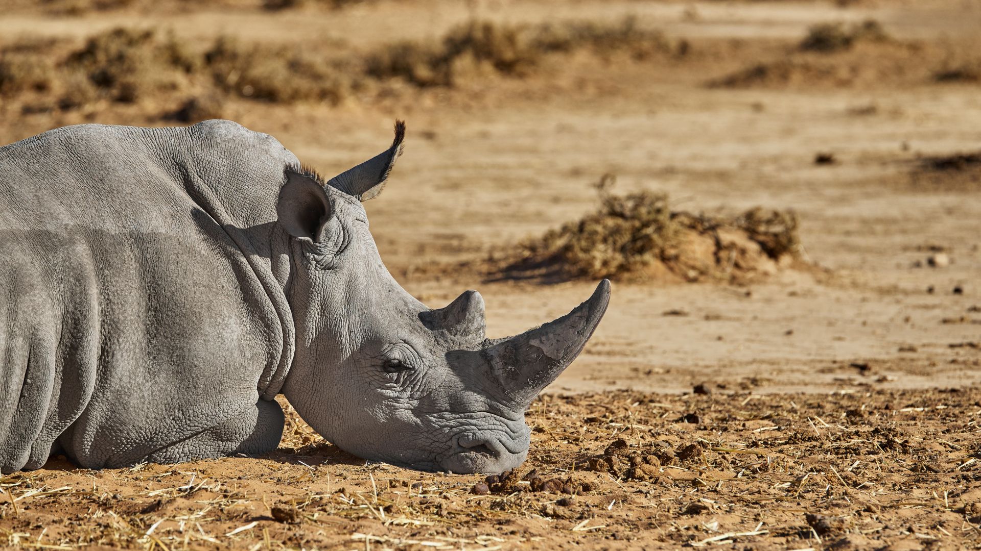 Poaching Statistics 2025 – Global Facts, Trends & Impact