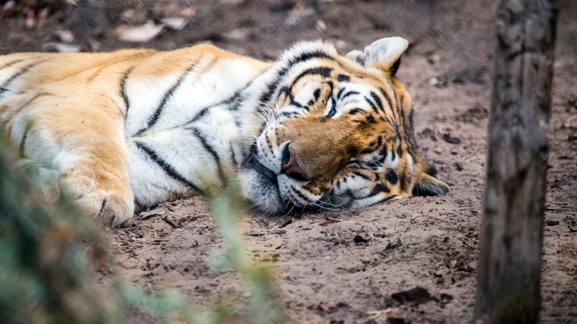 Poaching Statistics & Facts In 2024