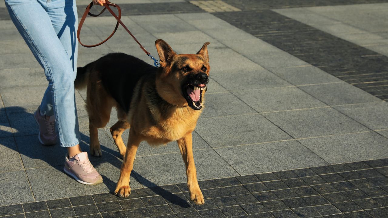 Are German Shepherds Good Guard Dogs? - Avesei.com
