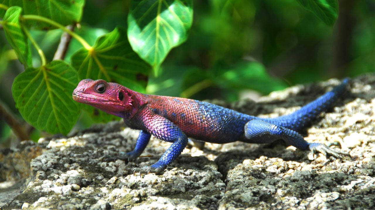 Animal Cruelty Statistics & Animal Abuse Facts 2025