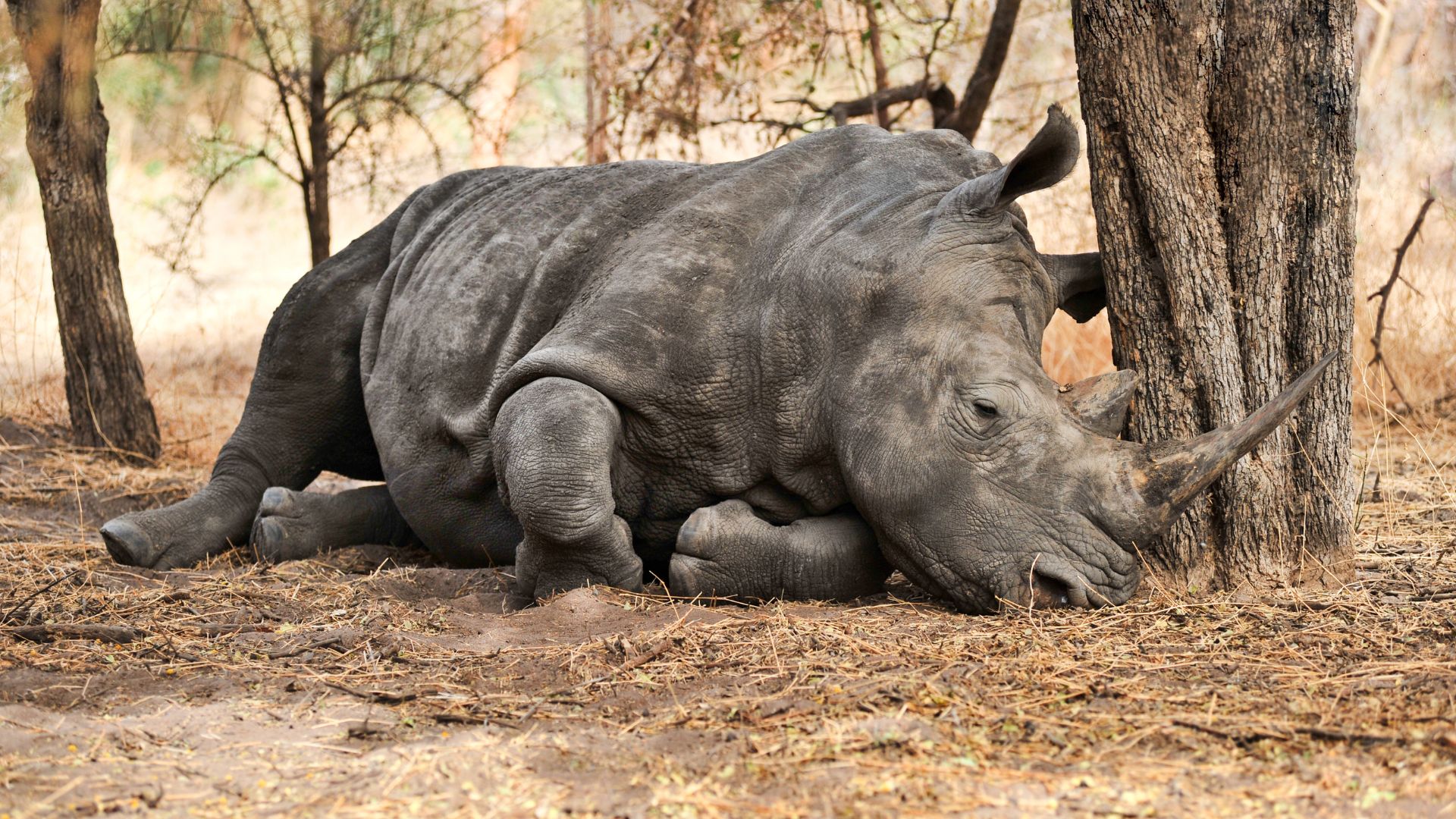 Poaching Statistics 2025 – Global Facts, Trends & Impact