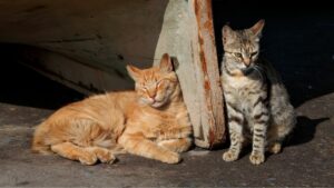 Pet Adoption Statistics & Facts To Know In 2024
