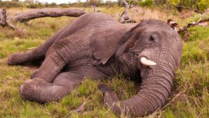 Poaching Statistics 2025 – Global Facts, Trends & Impact