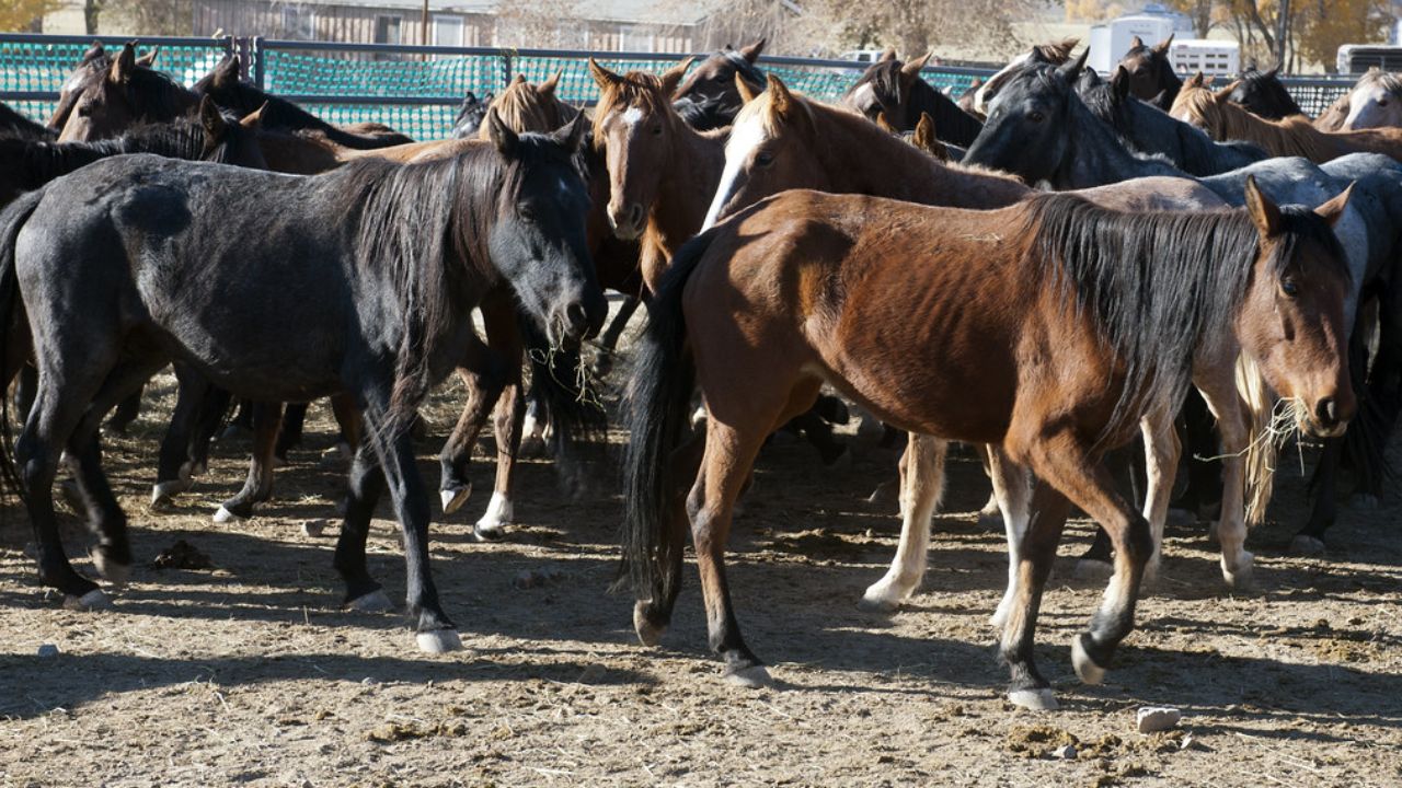 Animal Cruelty Statistics & Animal Abuse Facts 2025