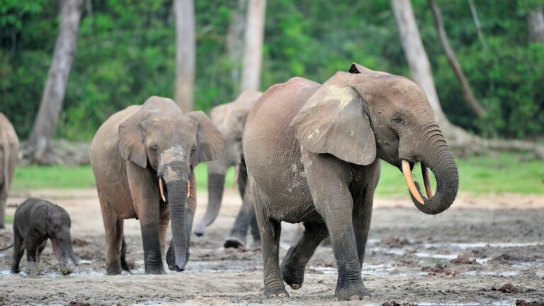 Poaching Statistics 2025 – Global Facts, Trends & Impact