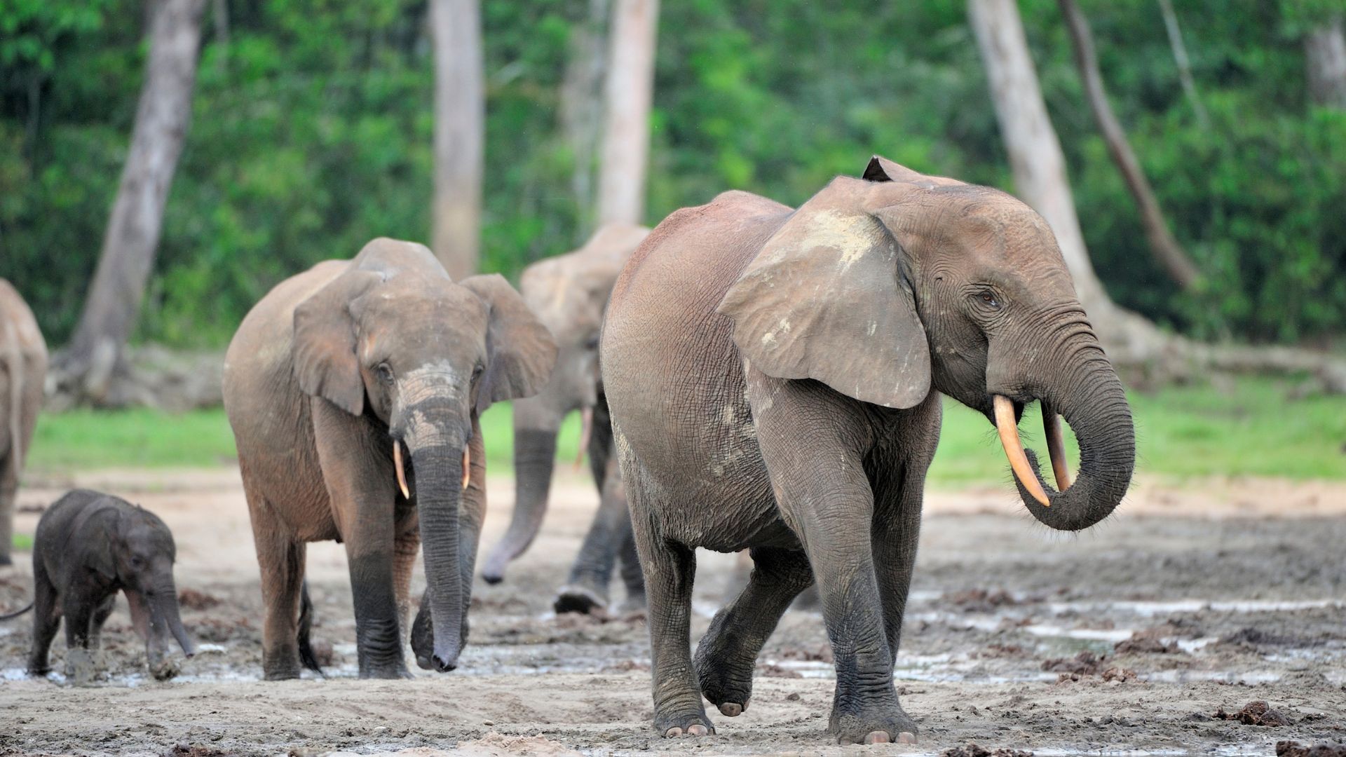 Poaching Statistics 2025 – Global Facts, Trends & Impact