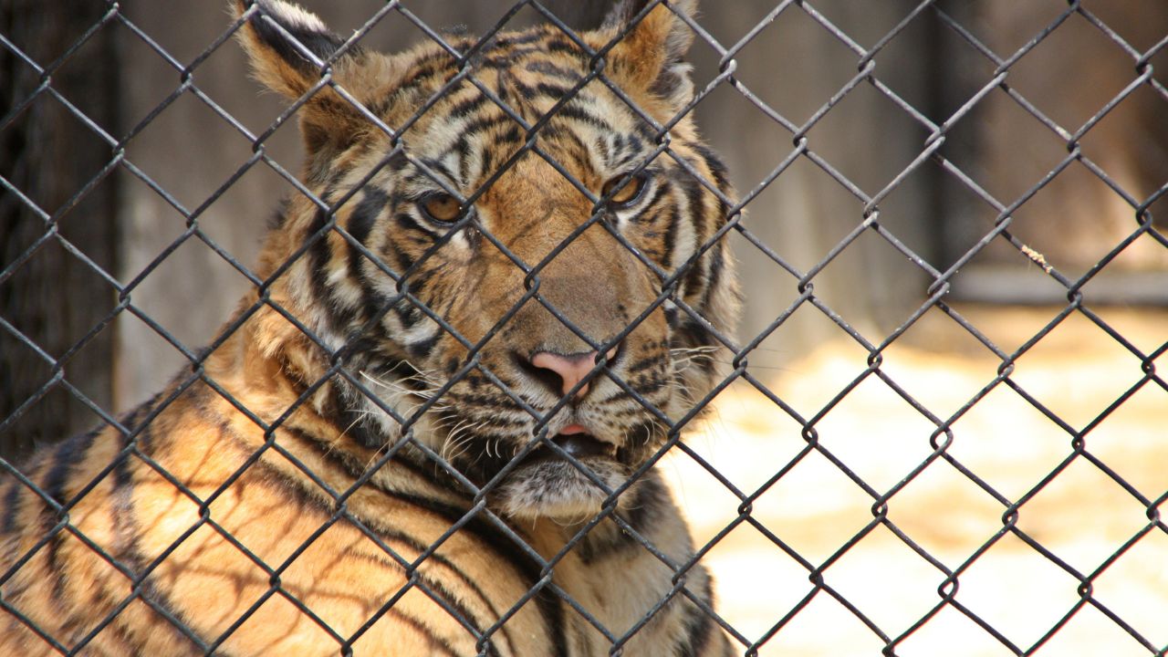 Animal Cruelty Statistics & Animal Abuse Facts 2025