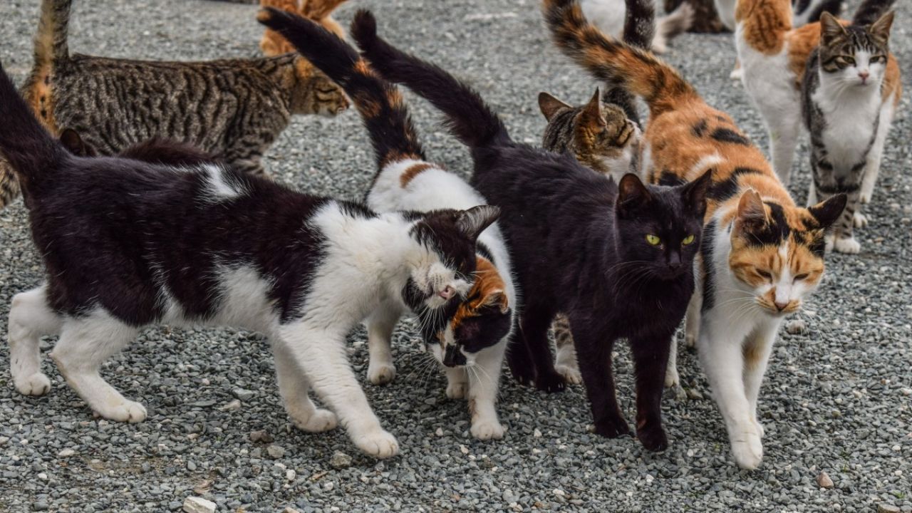 How Many Cats Are In The World? Global Cat Population 2024 - Tededer.com