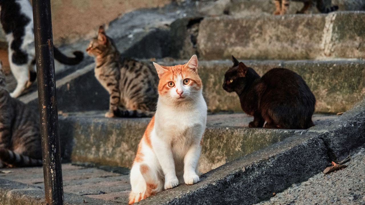 How Many Cats Are In The World? Global Cat Population 2024 - Tededer.com