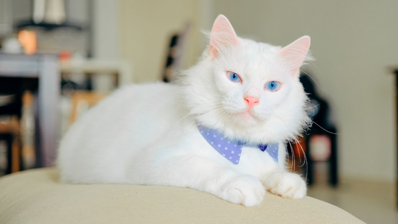 How Many Cats Are In The World? Global Cat Population 2024 - Tededer.com