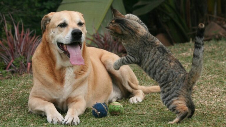 Pet Ownership Statistics 2024 - Latest Numbers And Trends
