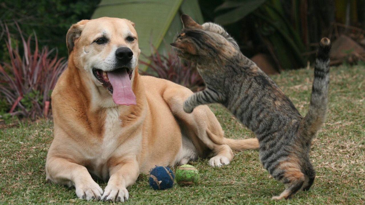 Pet Ownership Statistics 2024 - Latest Numbers And Trends