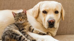 Latest Pet Spending Statistics, Insights, And Trends In 2024