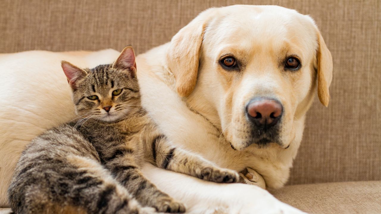 Latest Pet Spending Statistics, Insights, And Trends In 2024