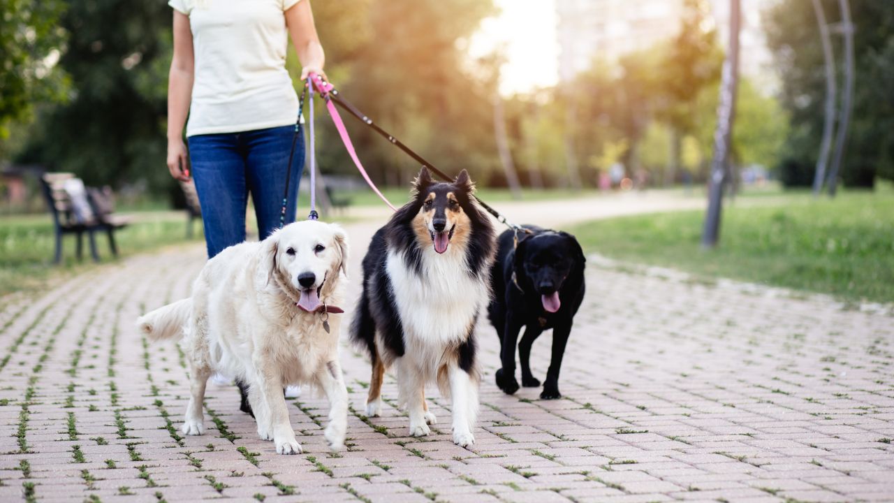Latest Pet Spending Statistics, Insights, And Trends In 2024