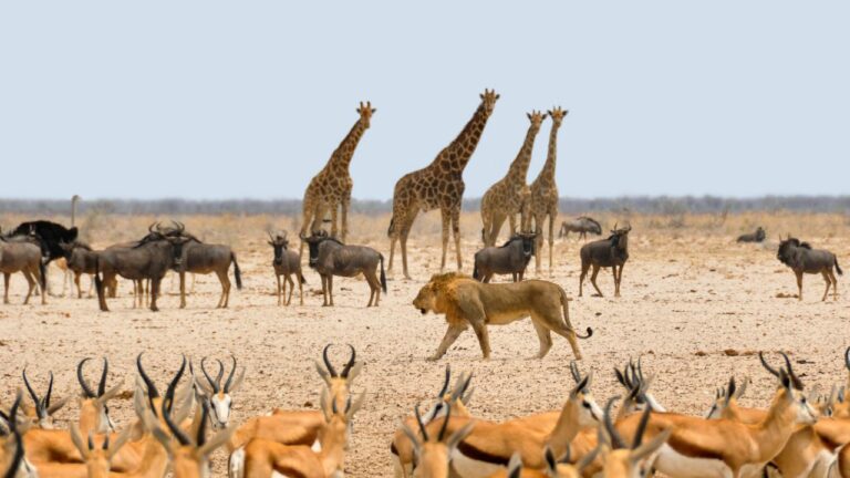 How Many Animals Are In The World In 2025