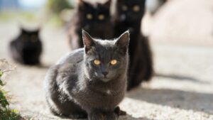 How Many Cats Are In The World In 2025