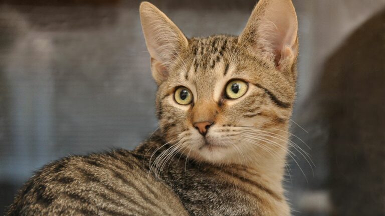 How Many Cats Are In The World In 2025