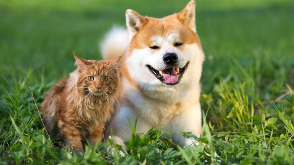 World Animal Foundation - Helping Animals Across The Globe