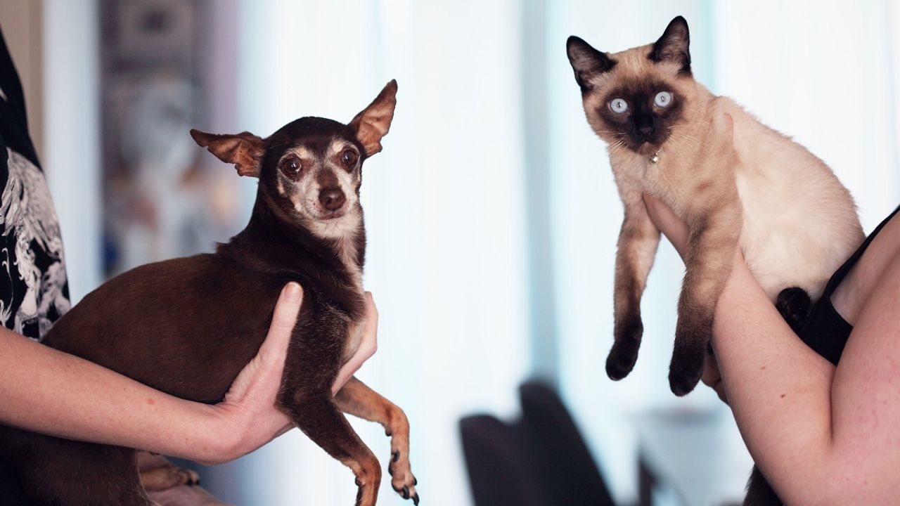 Pet Ownership Statistics 2024 - Latest Numbers And Trends
