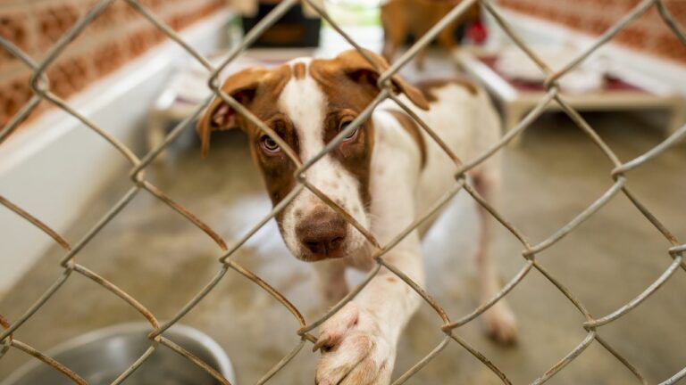 Animal Cruelty Statistics & Animal Abuse Facts 2025