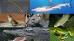 How Many Animals Are In The World In 2025