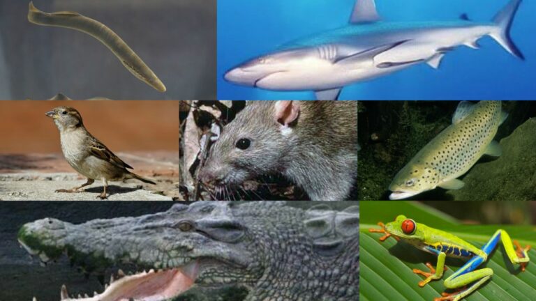 How Many Animals Are In The World In 2025