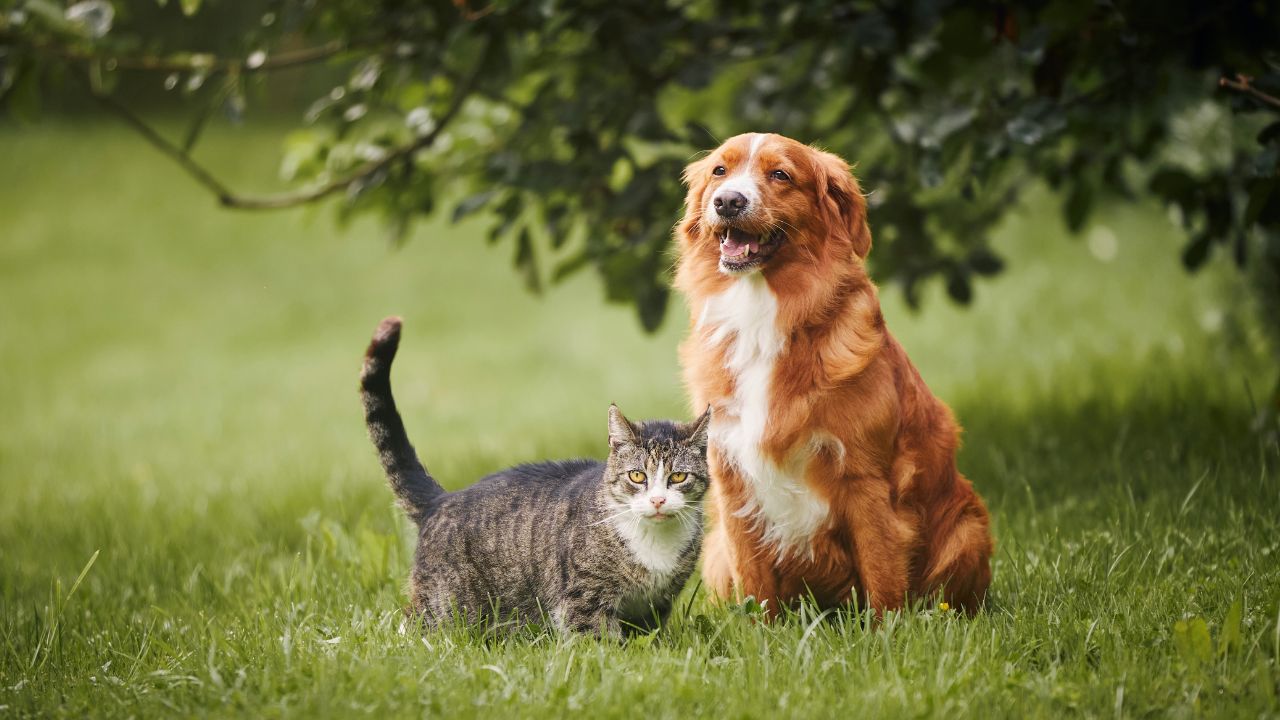 Pet Ownership Statistics 2024 - Latest Numbers And Trends