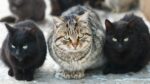 How Many Cats Are In The World In 2025