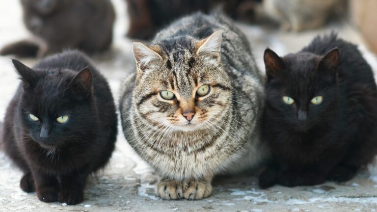 How Many Cats Are In The World In 2025