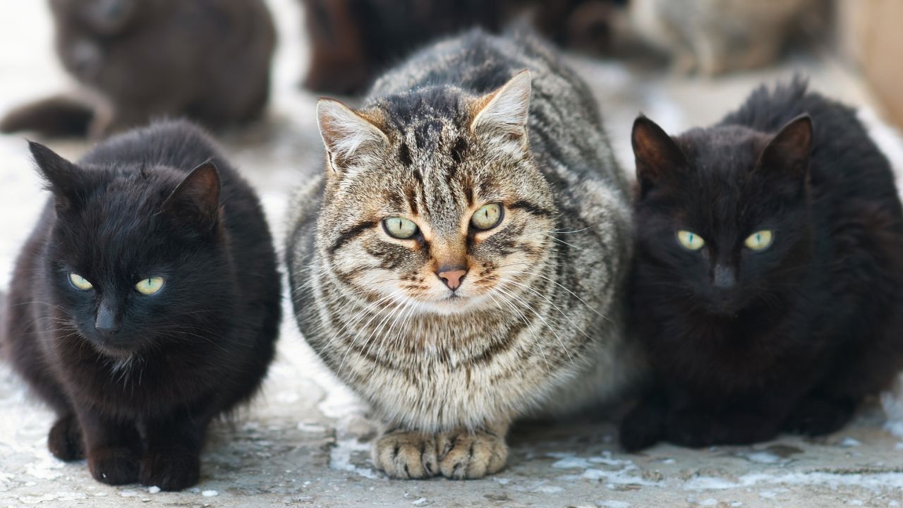 How Many Cats Are In The World In 2025