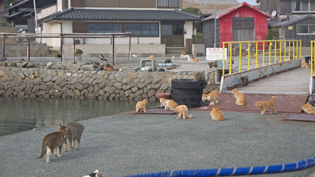 How Many Cats Are In The World? Global Cat Population 2024 - Tededer.com