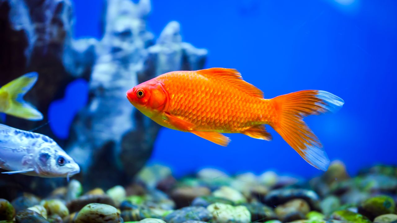 How Many Animals Are In The World In 2025