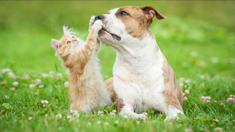 How Many Cats Are In The World In 2025