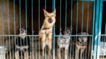 Animal Shelter Statistics & Facts To Know In 2024