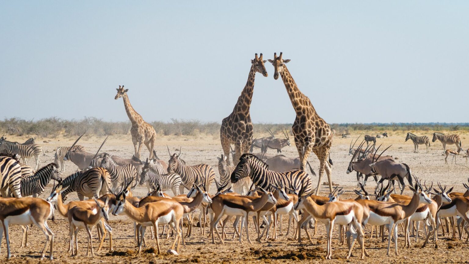 How Many Animals Are In The World In 2025