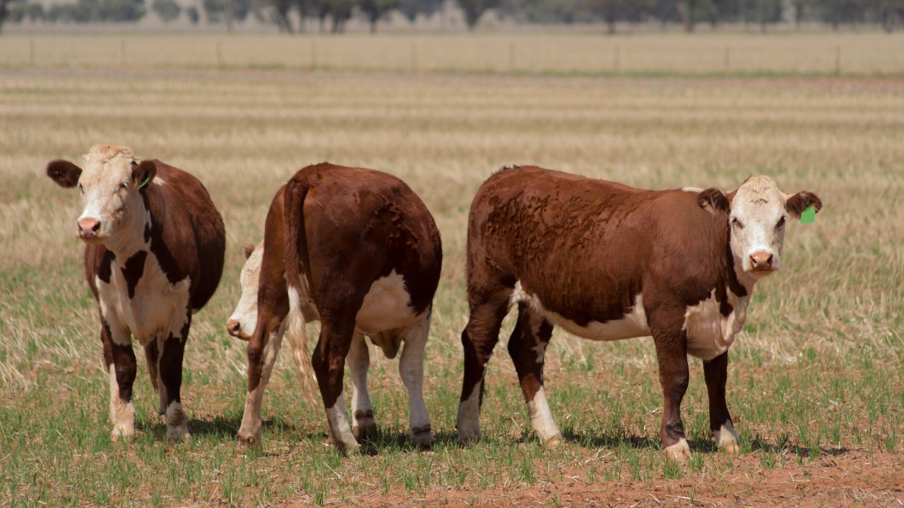 How Many Animals Are In The World In 2025