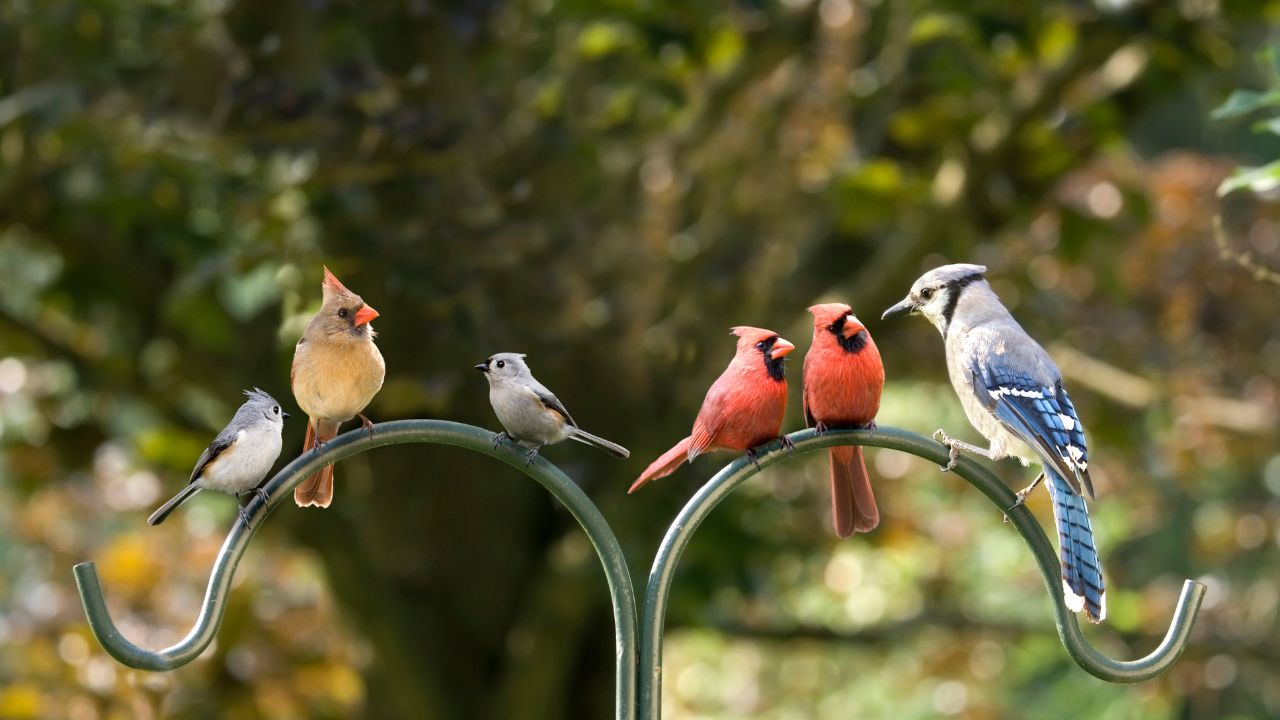 How Many Animals Are In The World In 2025