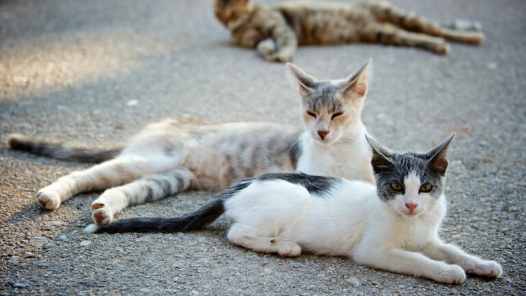 How Many Cats Are In The World In 2025