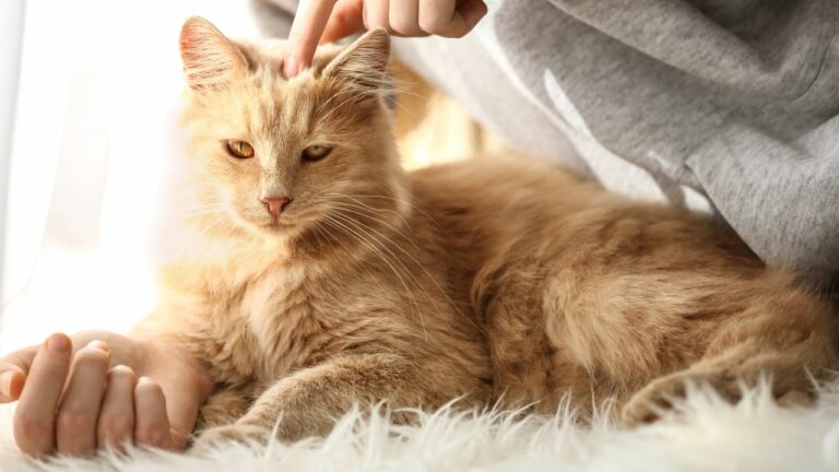 How Many Cats Are In The World In 2025