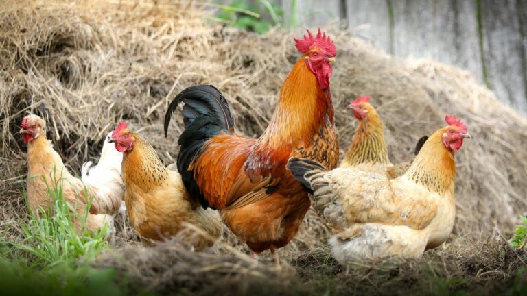 How Many Animals Are In The World In 2025