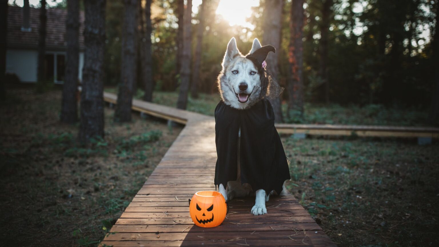 Pet Industry Statistics In 2024 - Growth, Trends, & Impact