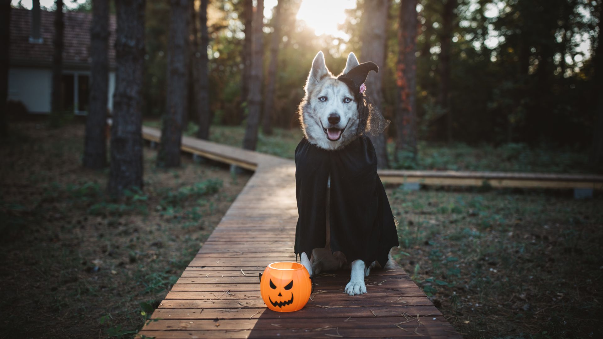 Pet Industry Statistics In 2024 - Growth, Trends, & Impact