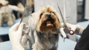 Pet Industry Statistics In 2024 - Growth, Trends, & Impact