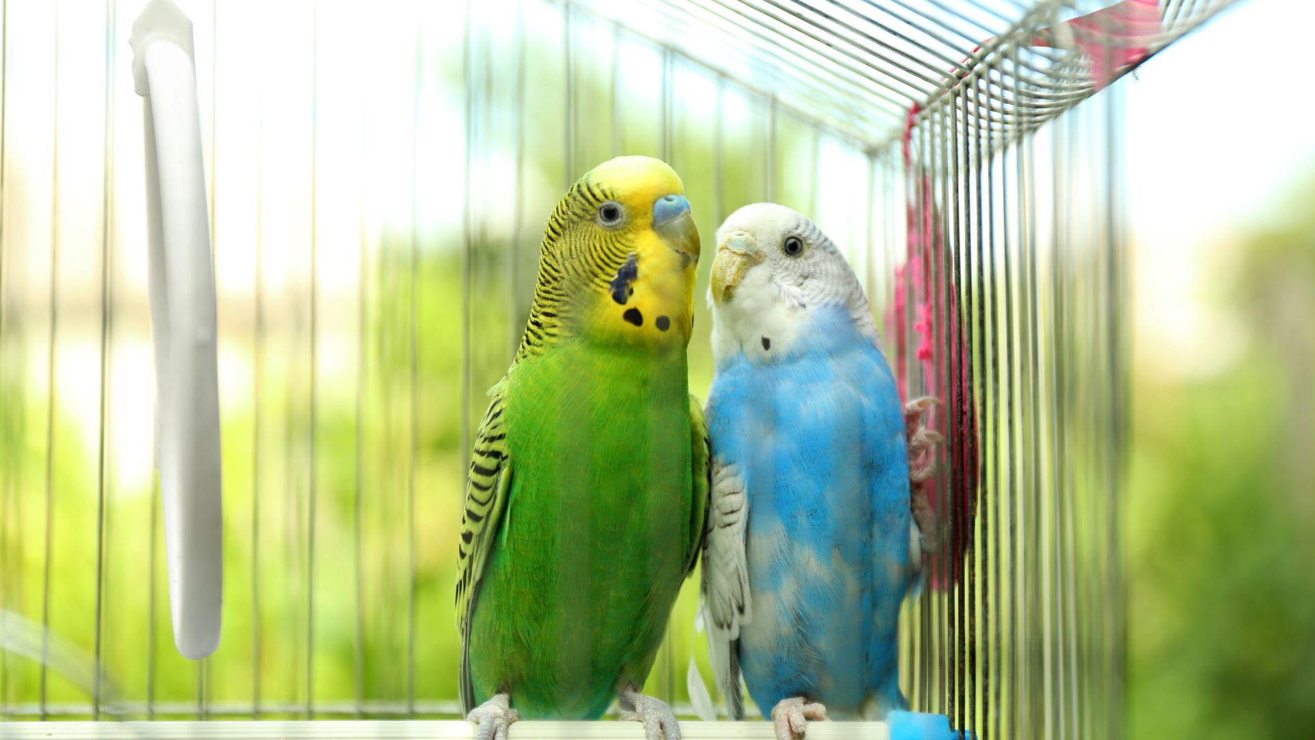 Pet Industry Statistics In 2024 - Growth, Trends, & Impact